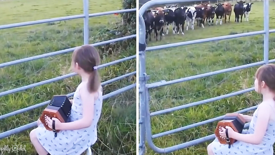 Cat’s reaction when Mom picks him up from the cat hotel couldn’t be ...