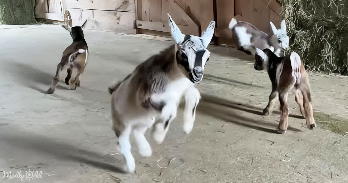 Revel in the Unexpected Elegance of Baby Goats Dancing in Slow Motion