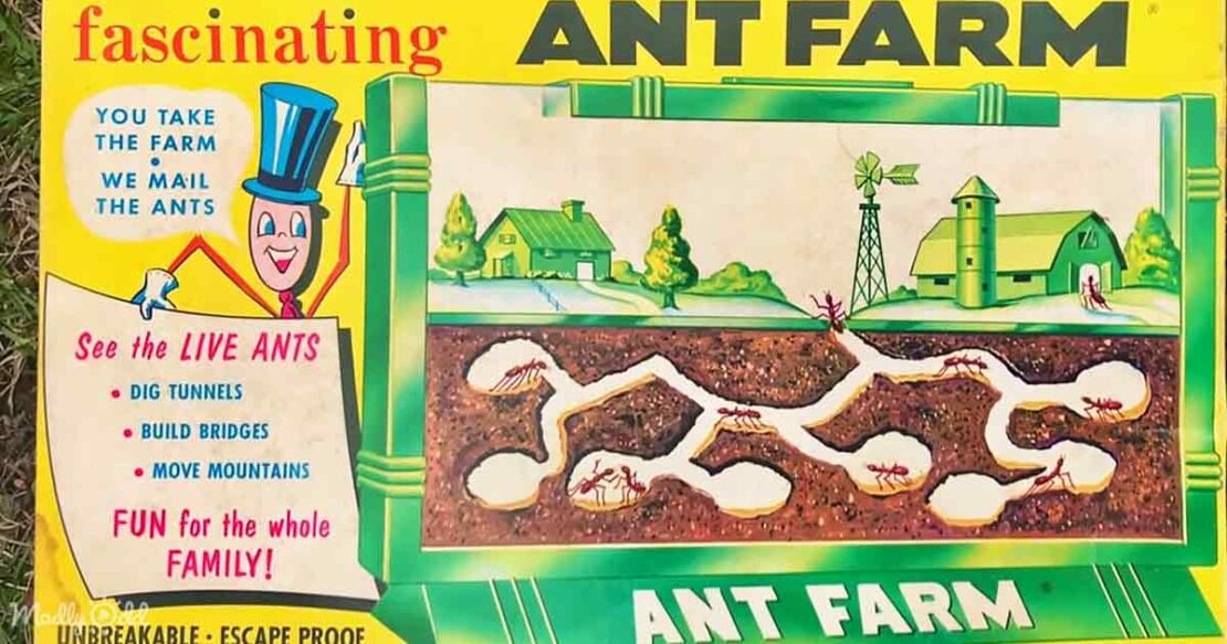 When ant farms ruled: Treasured childhood memories of the 1960s – Madly ...