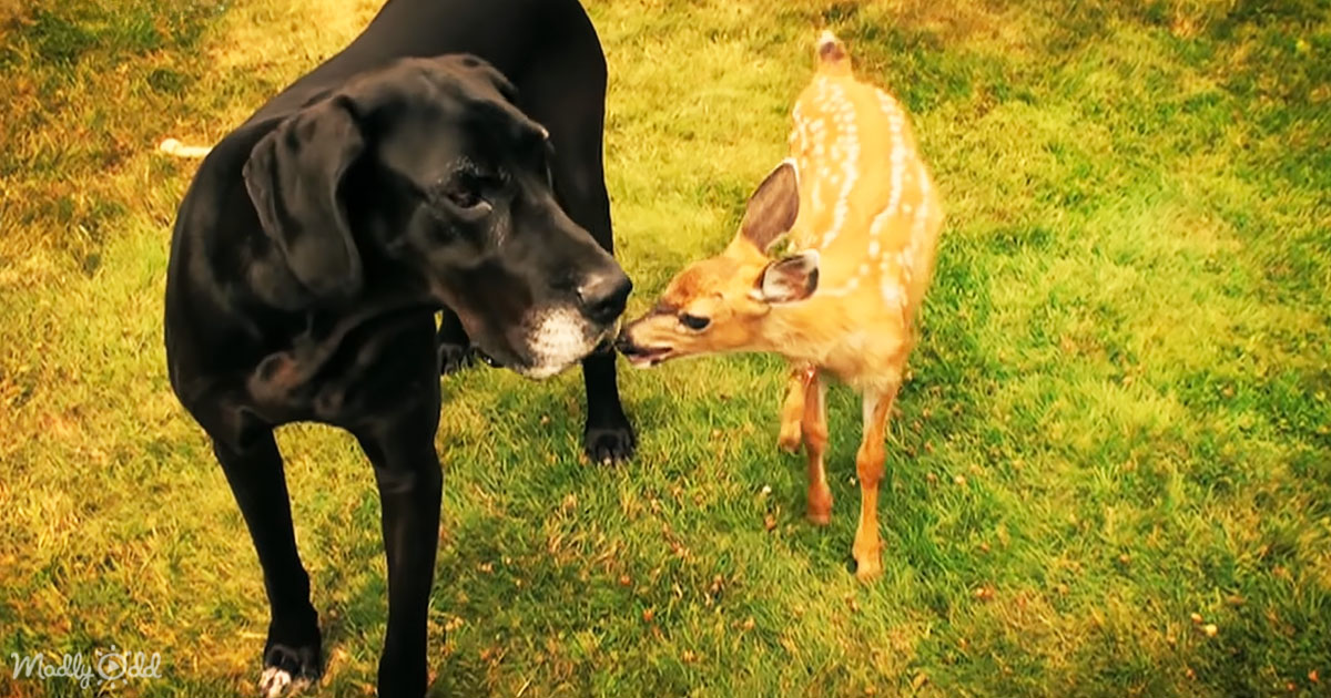 Great Dane becomes new family for abandoned fawn – Madly Odd!