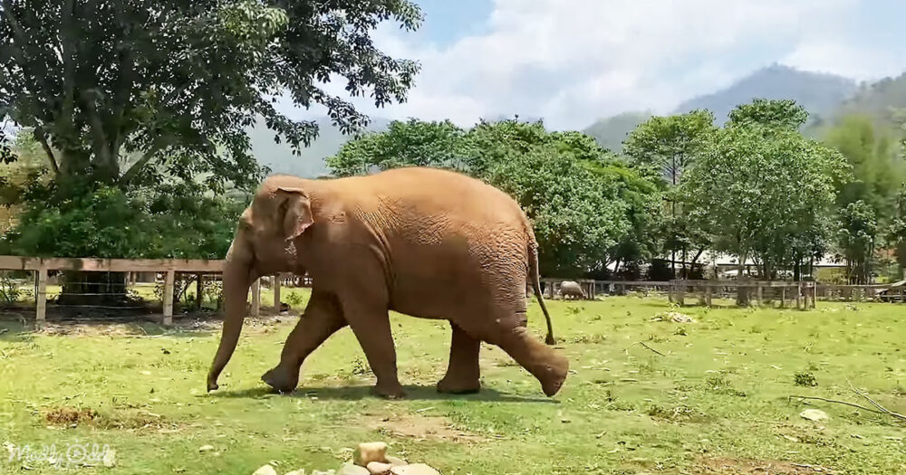 Joyful reunion at the elephant sanctuary as babies join the herd for a ...