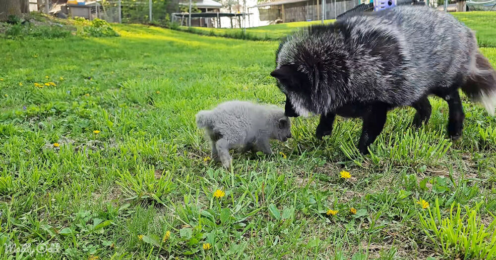 Rescue Baby Fox Finds Family: A Heartwarming Journey from Loneliness to ...