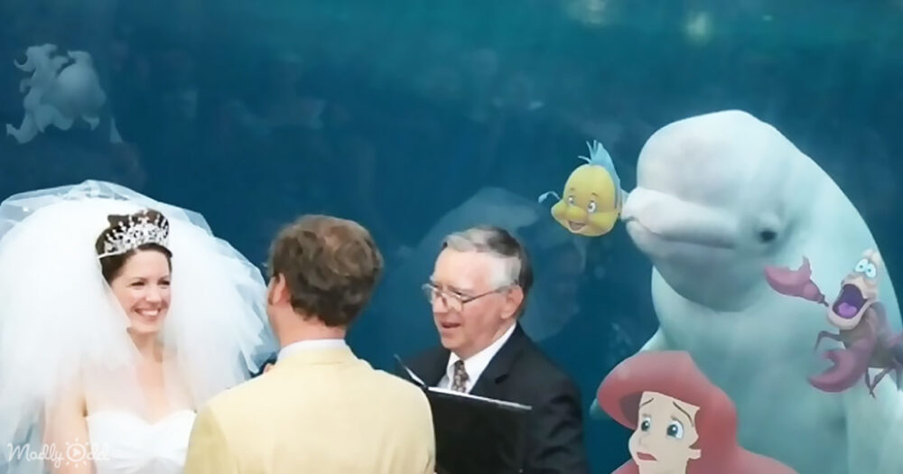 Beluga Whale Adds Surprise Element to Aquarium Wedding – Madly Odd!