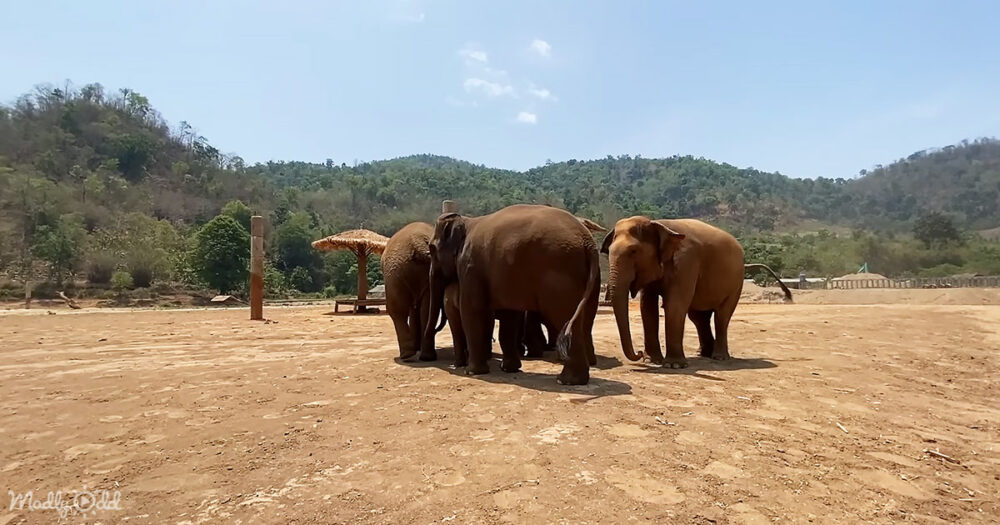 Joyful reunion at the elephant sanctuary as babies join the herd for a ...