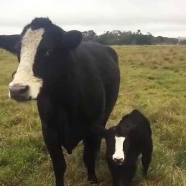 Motherhood Bliss Unfolds as Mama Cow Presents Newborn Calf – Madly Odd!