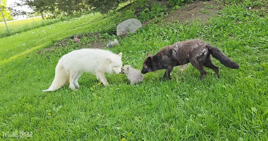Rescue Baby Fox Finds Family: A Heartwarming Journey from Loneliness to ...