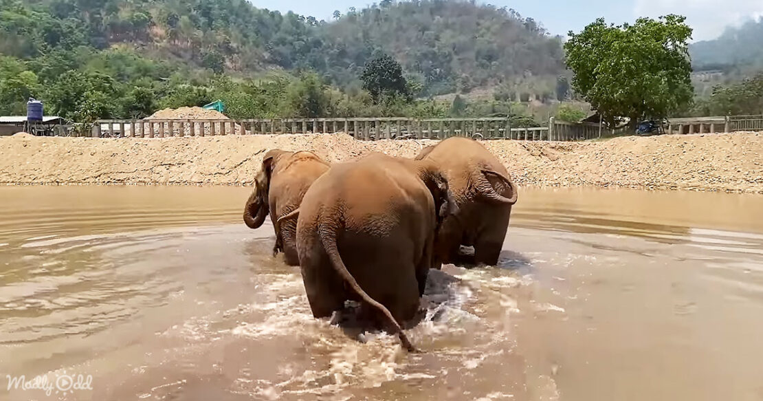 Joyful reunion at the elephant sanctuary as babies join the herd for a ...