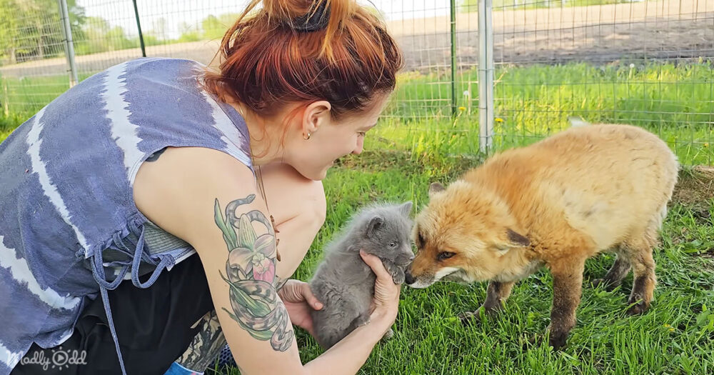 Rescue Baby Fox Finds Family: A Heartwarming Journey from Loneliness to ...