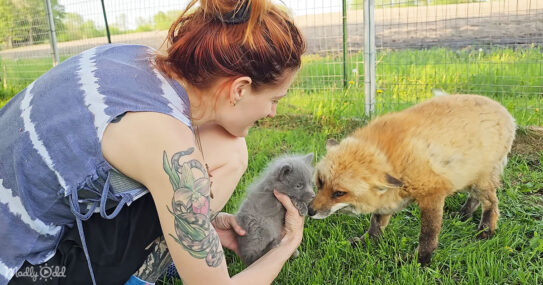 Rescue Baby Fox Finds Family: A Heartwarming Journey from Loneliness to ...