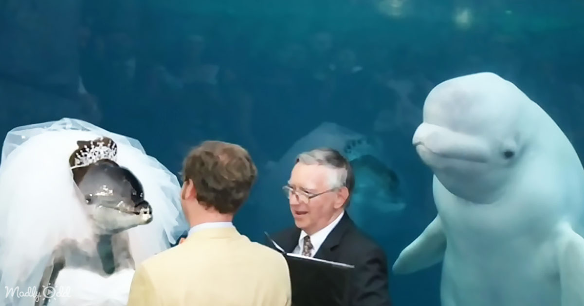 Beluga Whale Adds Surprise Element to Aquarium Wedding – Madly Odd!