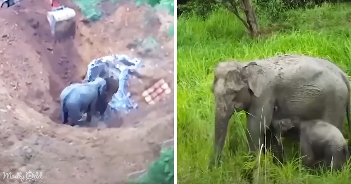 Life-saving rescue mission frees baby elephant trapped in 8-feet-deep drain