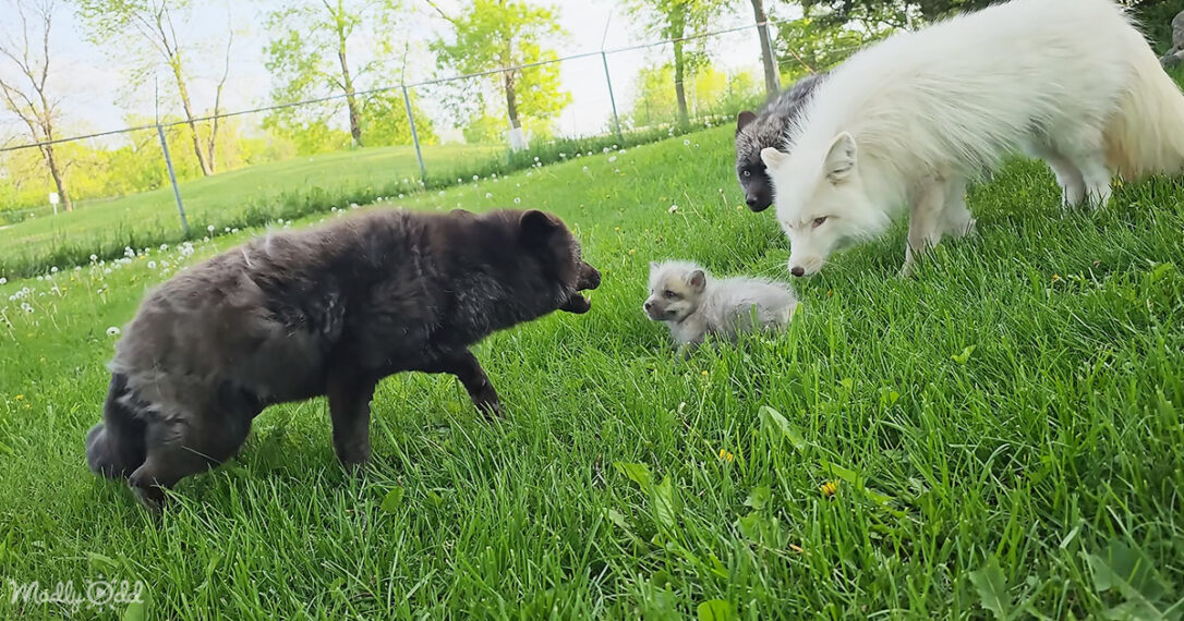 Rescue Baby Fox Finds Family: A Heartwarming Journey from Loneliness to ...
