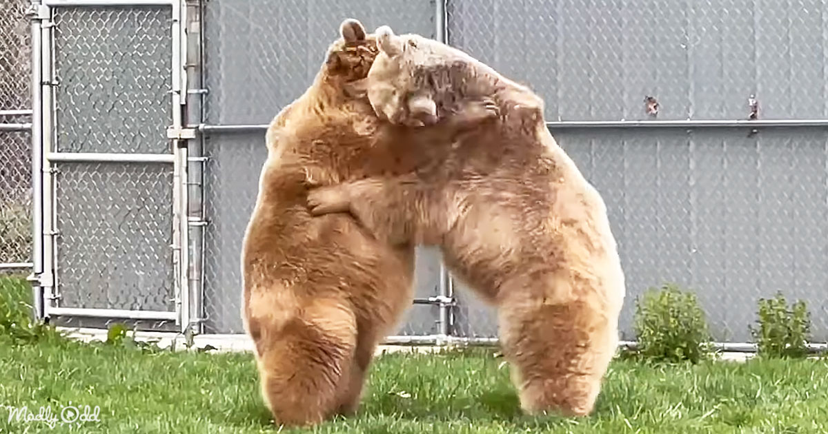 Syrian brown bears win hearts with their playful strength and bonding