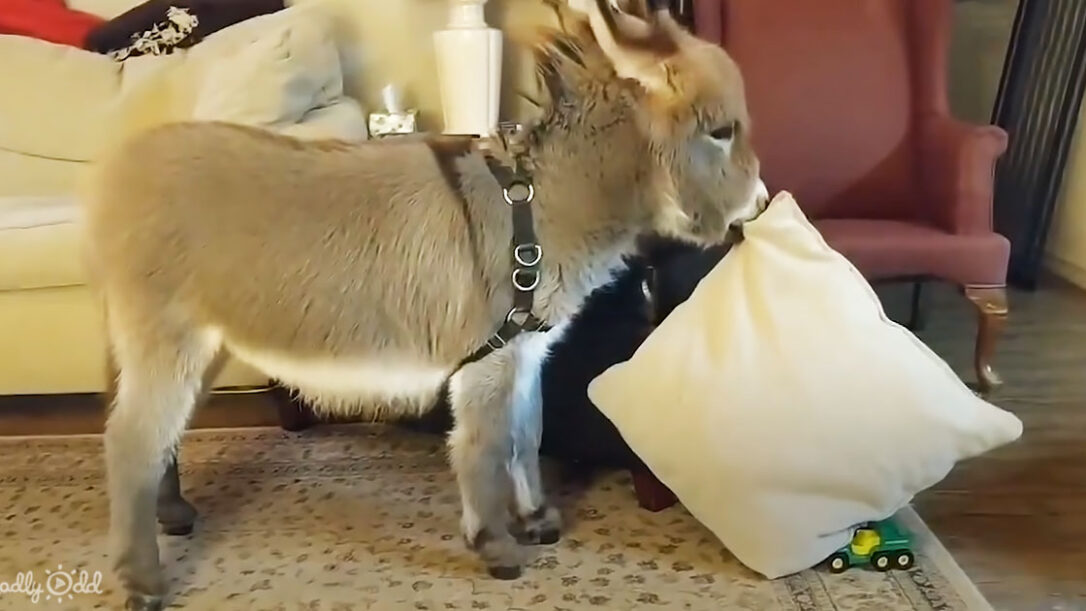 This pregnant donkey gave birth to unique twins; it’s a rare sight ...