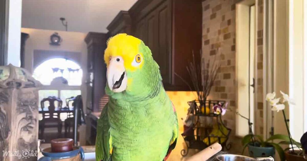 Get serenaded by a parrot perfectly crooning George Harrison’s ‘My ...