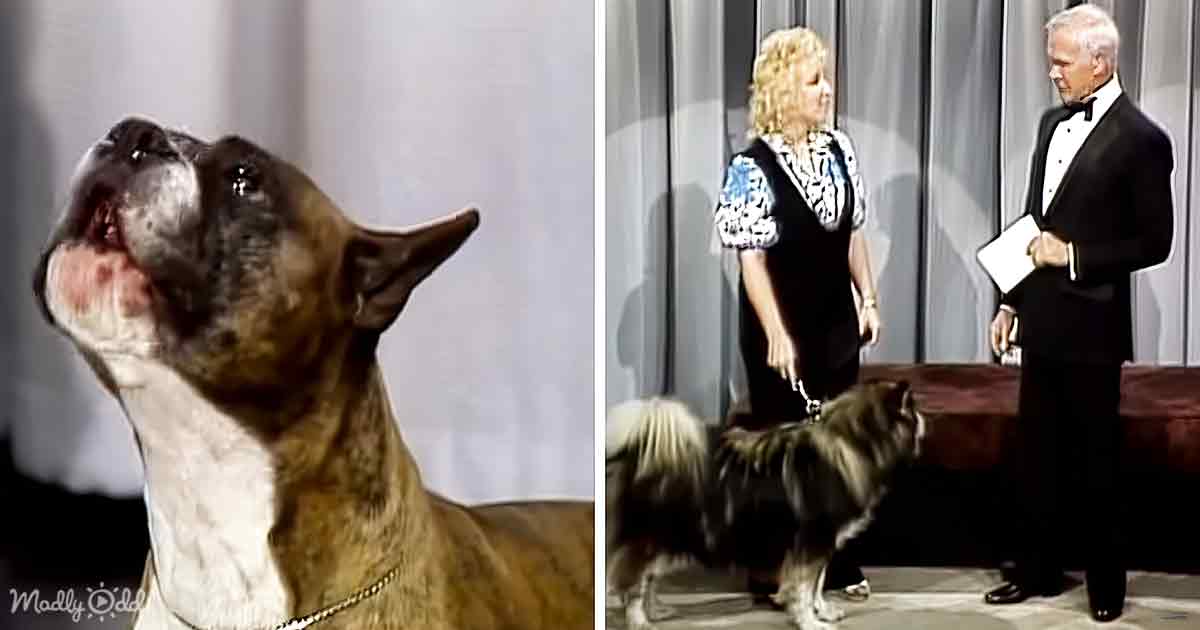Unforgettable Carson Show of 1987 features singing dogs contest