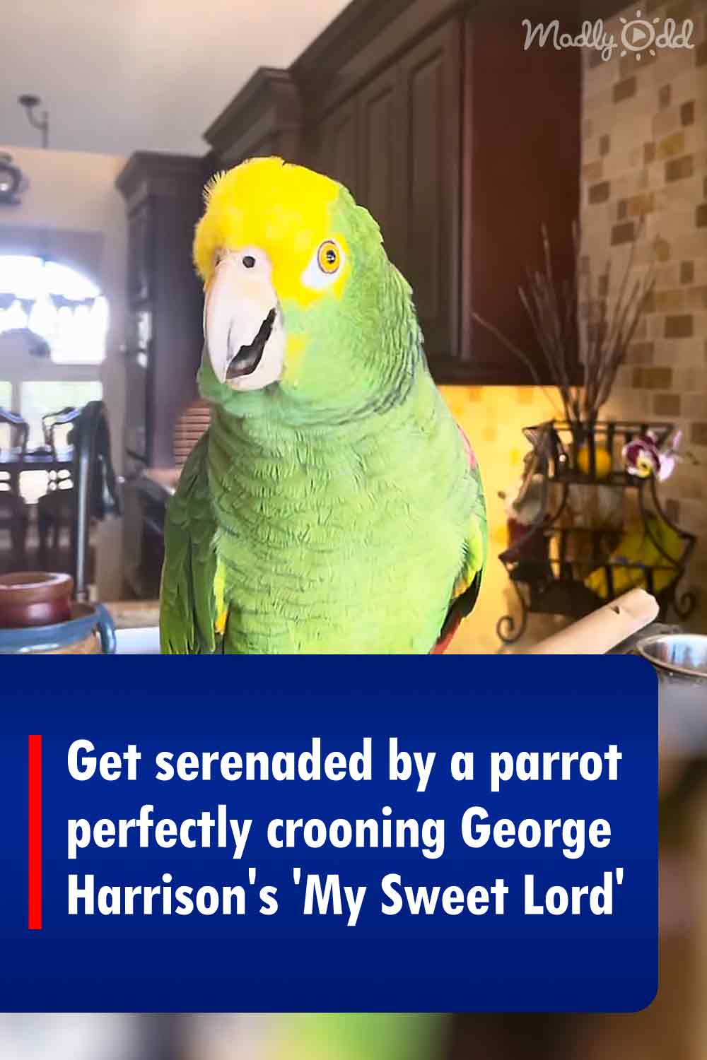 Get serenaded by a parrot perfectly crooning George Harrison’s ‘My ...