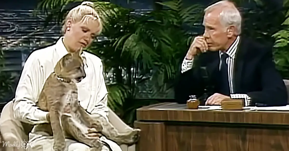 Baby Mountain Lion Stares Down Johnny Carson: Watch the intense ...