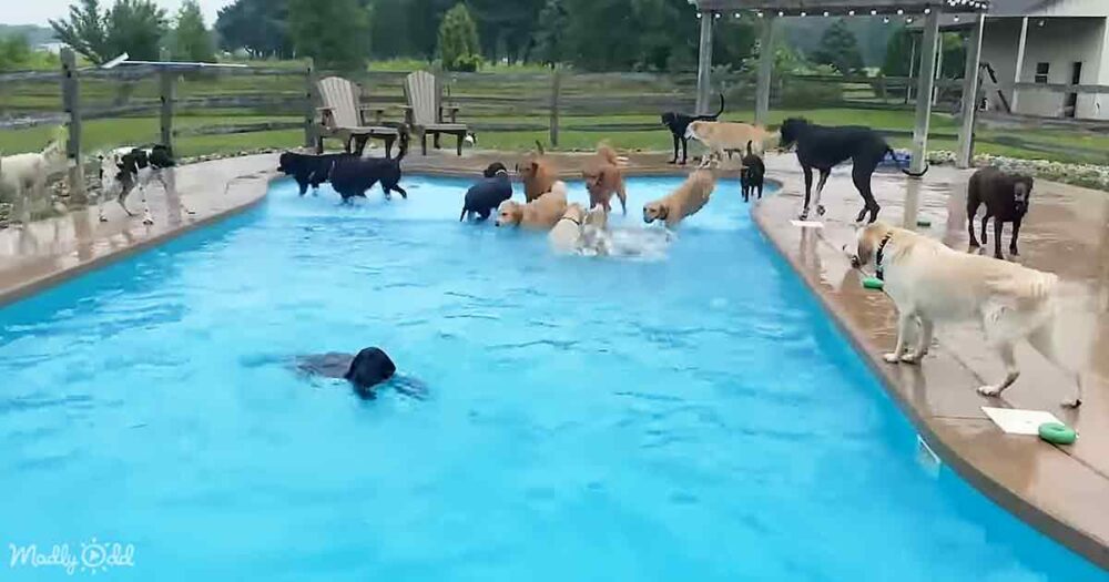 Daycare in Michigan Transforms into a Pool Party with 39 Joyful Dogs ...