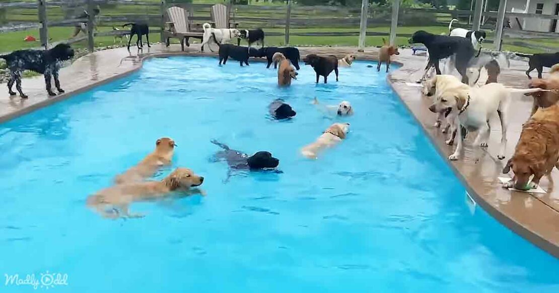 Daycare in Michigan Transforms into a Pool Party with 39 Joyful Dogs ...