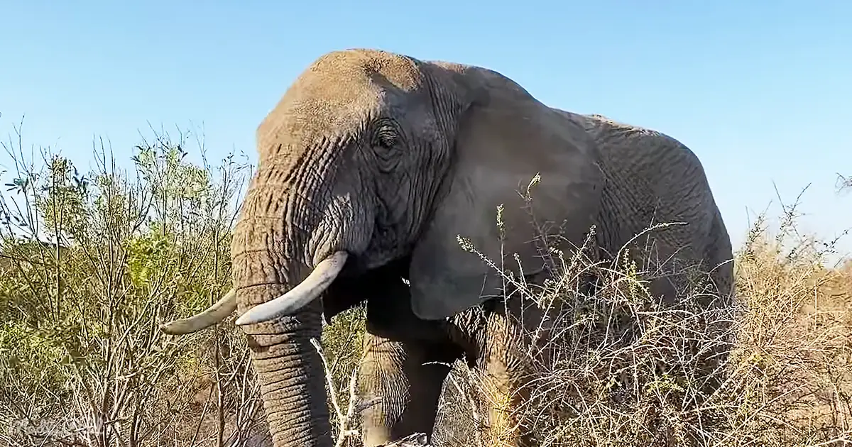 Elephant Foraging Party Turns into Lush Bush Buffet