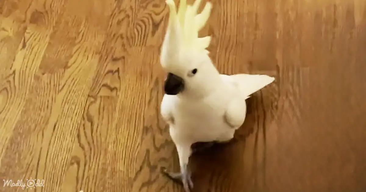 Laughing Cockatoo Sounds Just Like a Witch and Takes Over Halloween ...