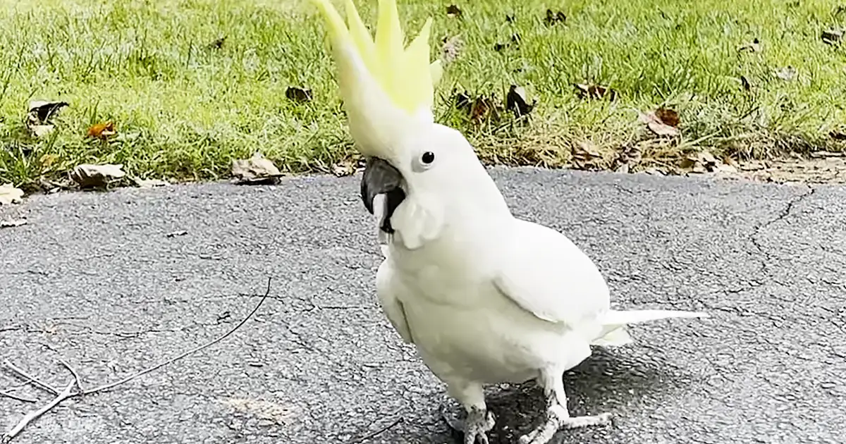 Laughing Cockatoo Sounds Just Like a Witch and Takes Over Halloween ...