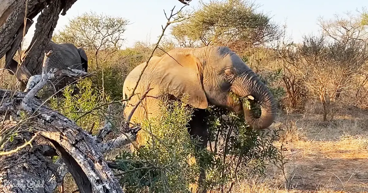Elephant Foraging Party Turns into Lush Bush Buffet