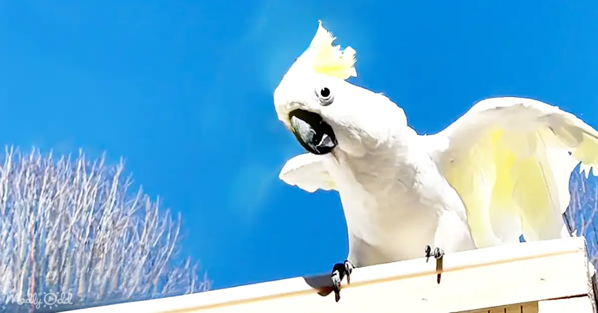 Laughing Cockatoo Sounds Just Like a Witch and Takes Over Halloween ...