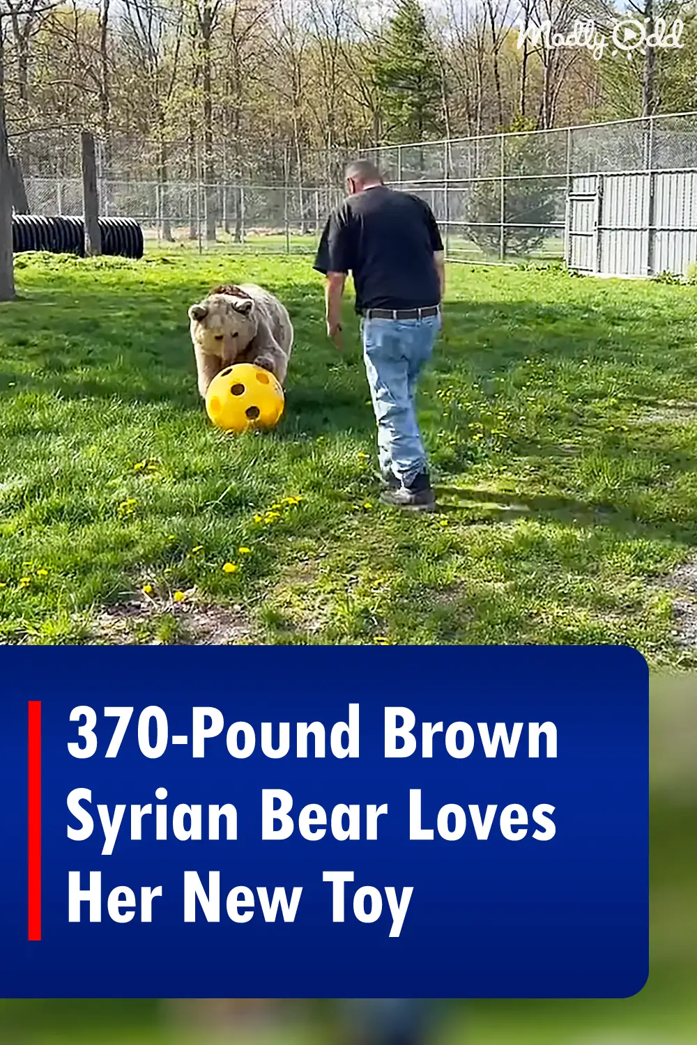 370-Pound Brown Syrian Bear Loves Her New Toy – Madly Odd!