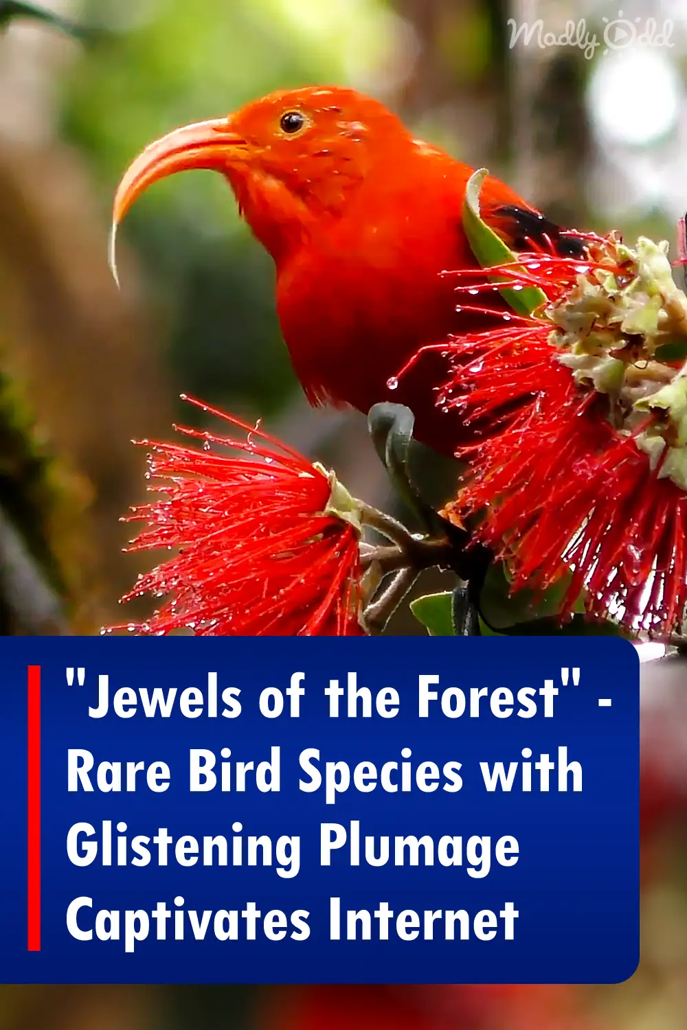 “Jewels of the Forest” – Rare Bird Species with Glistening Plumage ...