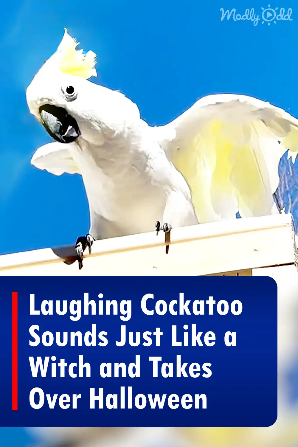 Laughing Cockatoo Sounds Just Like a Witch and Takes Over Halloween ...