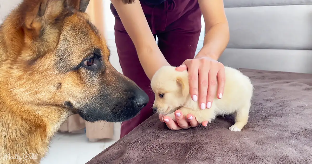 German Shepherd’s Joy-Filled Debut With Pint-Sized Pups Captivates 25 ...