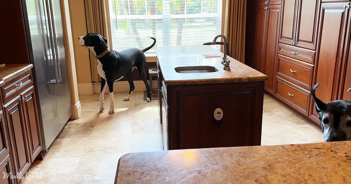 Great Dane’s fun-filled road trip ends in a happy but unexpected twist