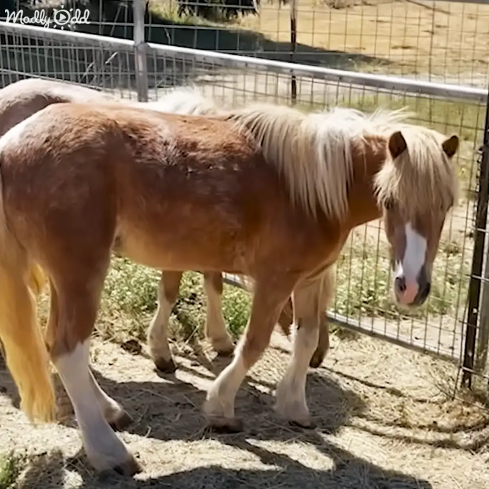 Man Stumbles Upon Mini Horse Rescue Opportunity at Feed Store