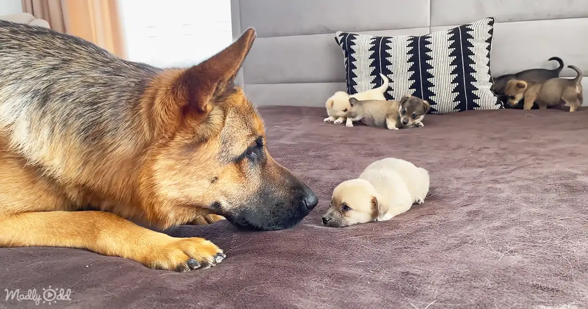 German Shepherd’s Joy-Filled Debut With Pint-Sized Pups Captivates 25 ...