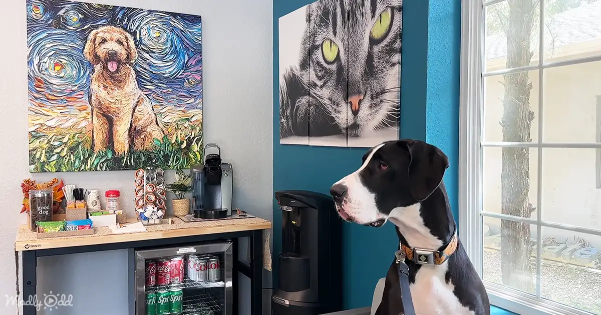 Great Dane’s fun-filled road trip ends in a happy but unexpected twist