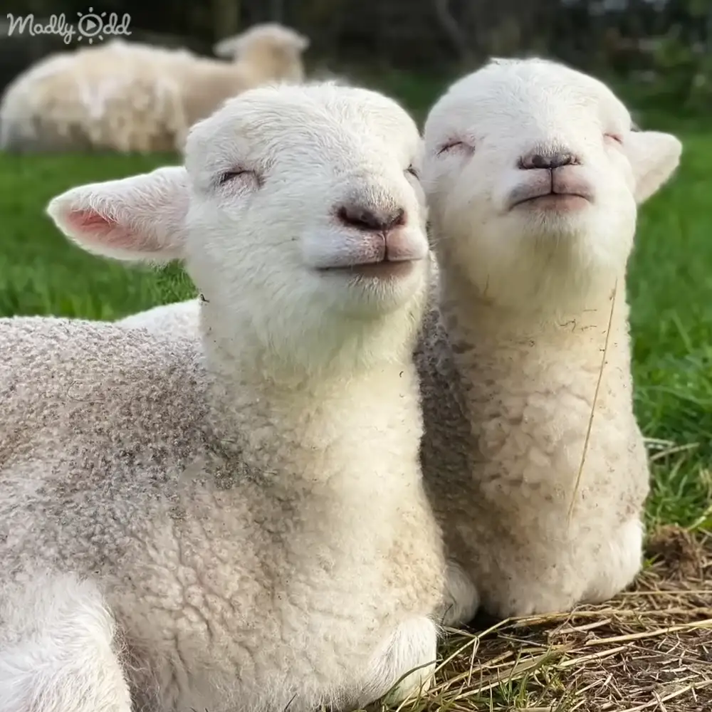 Lonely Lamb Finds His Dream Dad and Our Hearts Can’t Take It