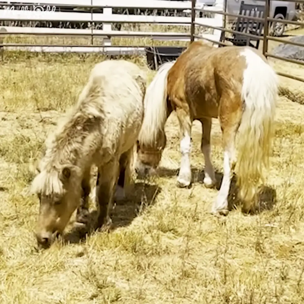 Man Stumbles Upon Mini Horse Rescue Opportunity at Feed Store