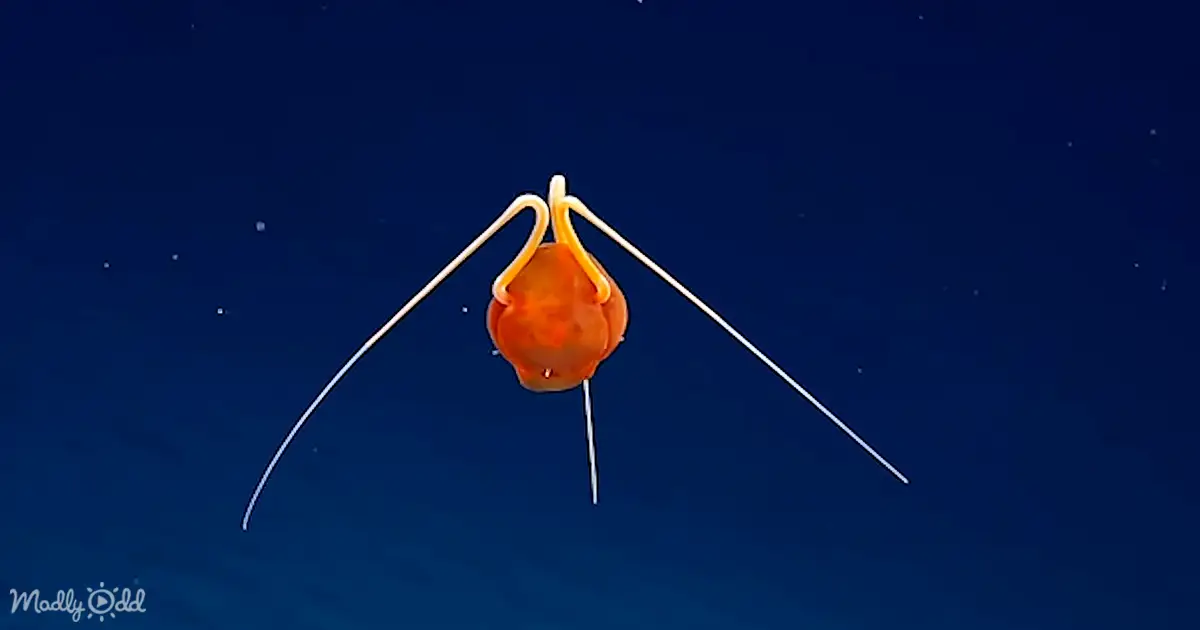 Scientists Stunned by Sighting of Rare Jellyfish Seen Only Once Before