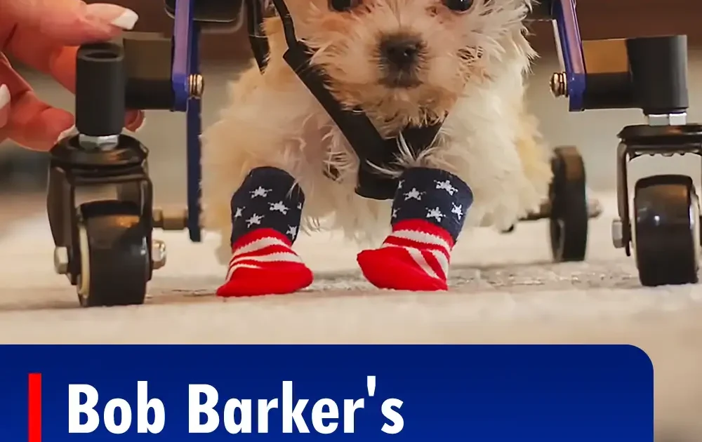 Bob Barker’s Generous 70M Fortune Goes to Furry Friends