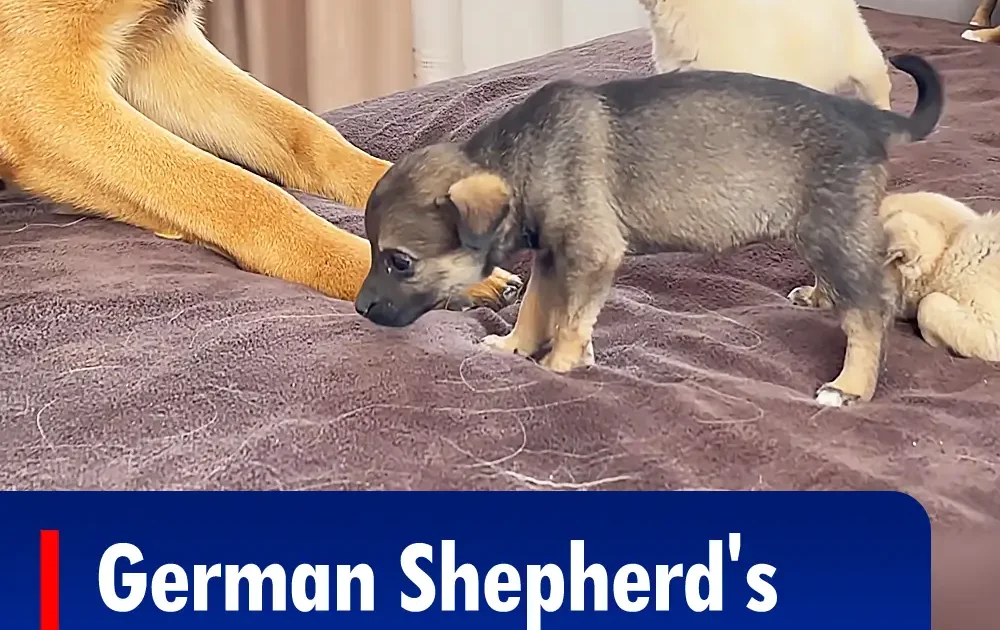 German Shepherd’s Joy-Filled Debut With Pint-Sized Pups Captivates 25 ...