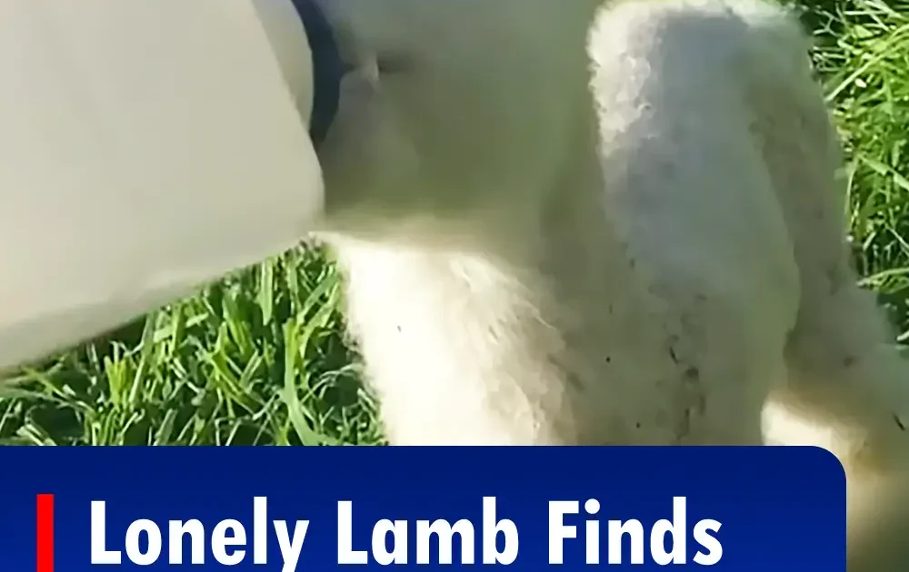 Lonely Lamb Finds His Dream Dad and Our Hearts Can’t Take It