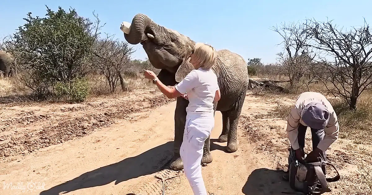 Baby Elephant Gulping Milk From A Giant Bottle Is The Cutest Thing Ever ...