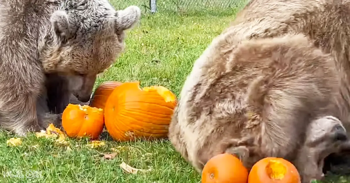 Bears Destroy Pumpkins – The Most Fun You’ll See This Fall!