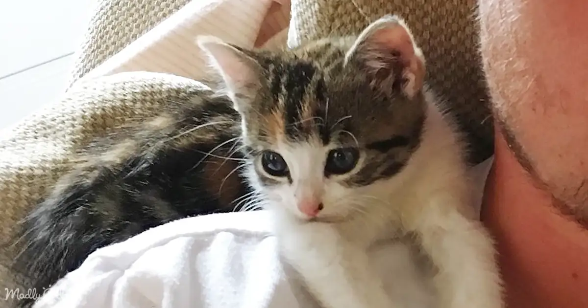 Mini Kitty’s Heartwarming Forest Rescue by Cyclists