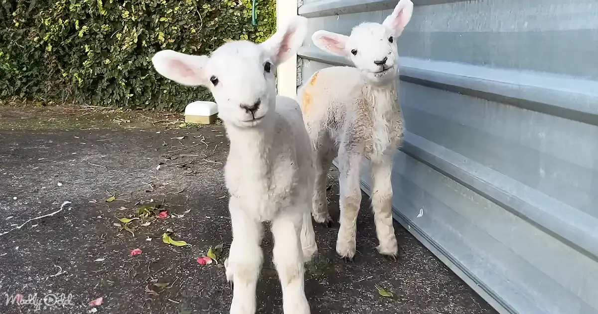 These Rescue Lambs Mistake Their Rescuer for Mom