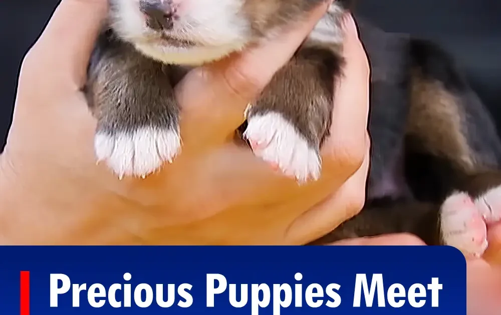 Precious Puppies Meet Their New Farm Home – Can You Handle The Cuteness?