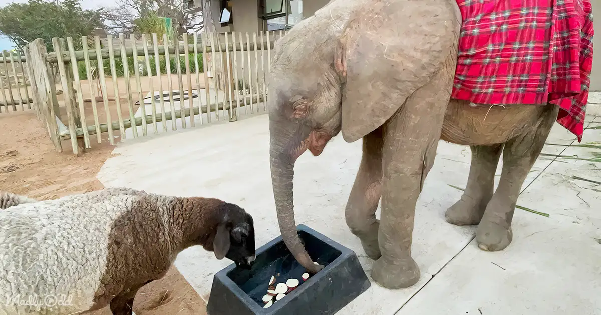 Farewell to a Cherished Friend: Nungu the Sheep’s Touching Bond with ...