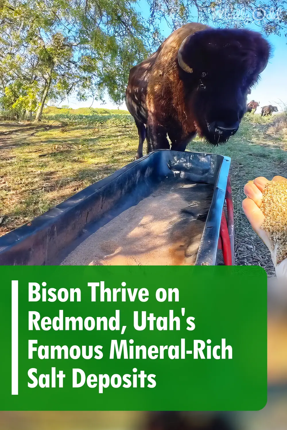 Bison Thrive on Redmond, Utah’s Famous Mineral-Rich Salt Deposits